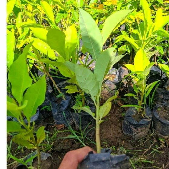 Jual BIBIT BUNGA KANTIL PUTIH SUPER | Shopee Indonesia