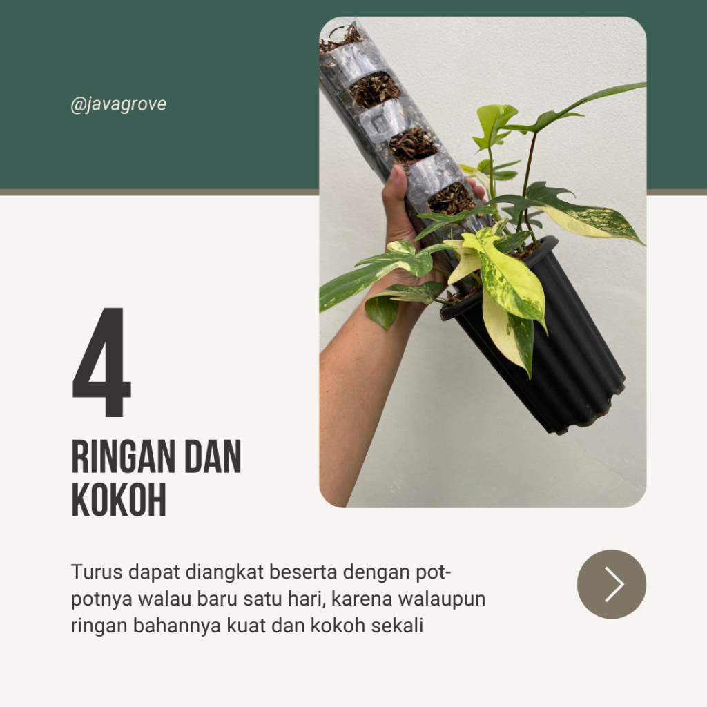 Jual 20 pcs TurusTetik / Turus Plastik Mika Bening Mica / Moss pole ...