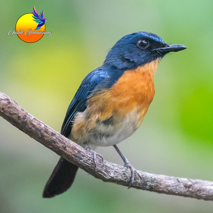 Jual Burung Tledekan Bakau Jantan | Shopee Indonesia