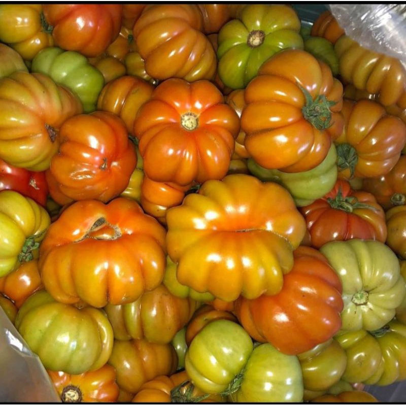 Jual TOMAT RANTI 1Kg KHAS BANYUWANGI | Shopee Indonesia