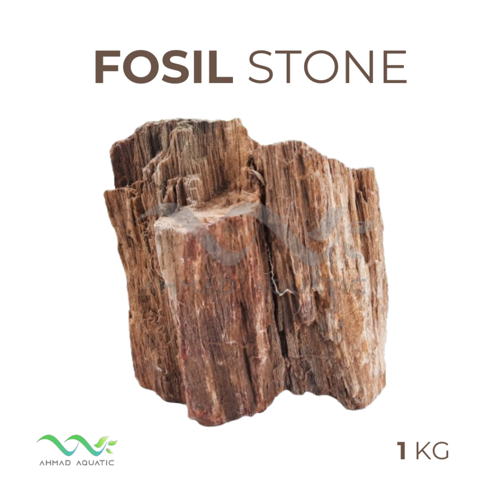 Jual Batu Fosil Kayu Batu Aquascape 1KG | Shopee Indonesia