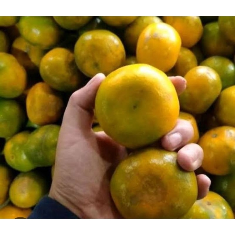 Jual Jeruk Manis Brastagi 1 kg | Shopee Indonesia