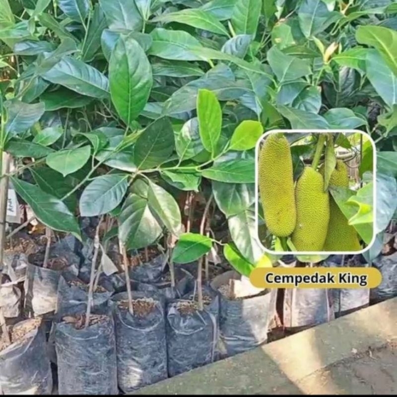 Jual BIBIT CEMPEDAK KING MALAYSIA TANAMAN CEMPEDAK KING | Shopee Indonesia