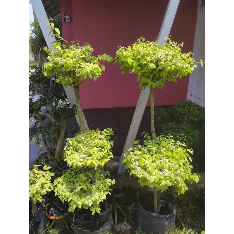 Jual anting Putri bonsai taman anting Putri bonsai | Shopee Indonesia