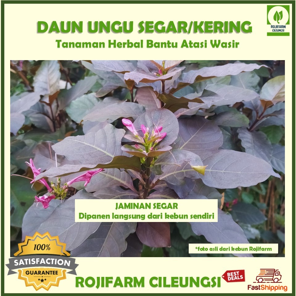 Jual Daun Handeleum Ungu / Alifuru - bantu redakan wasir | Shopee Indonesia