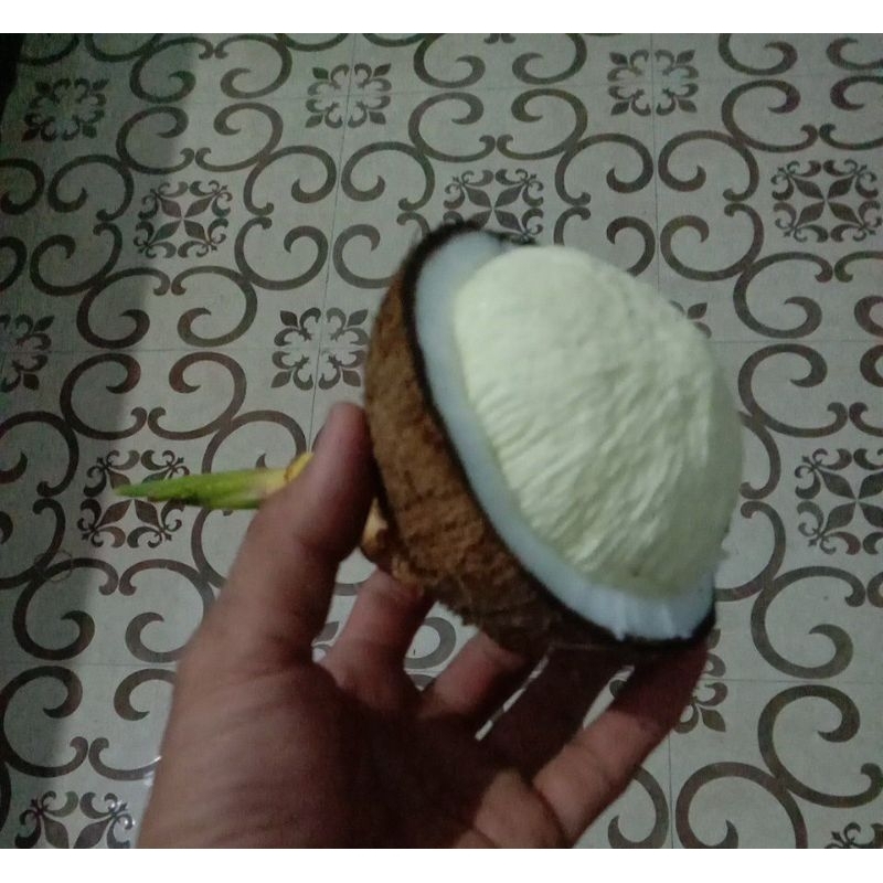 Jual kentos kelapa cangkangan 1 buah fresh | Shopee Indonesia