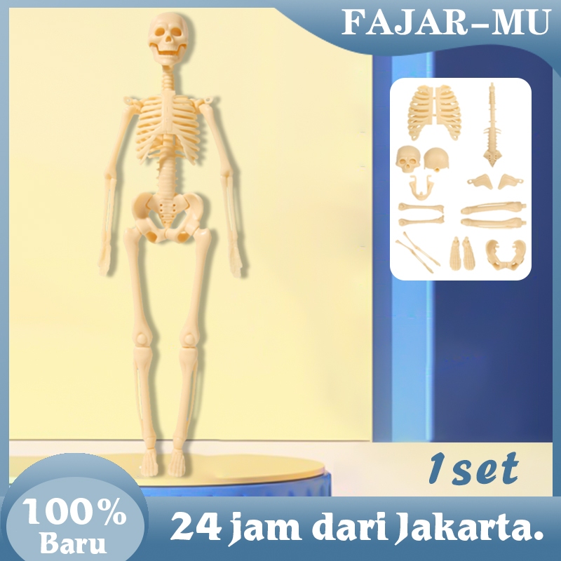 Jual Rangka Manusia Model Kerangka Manusia Alat Peraga Pendidikan Human ...