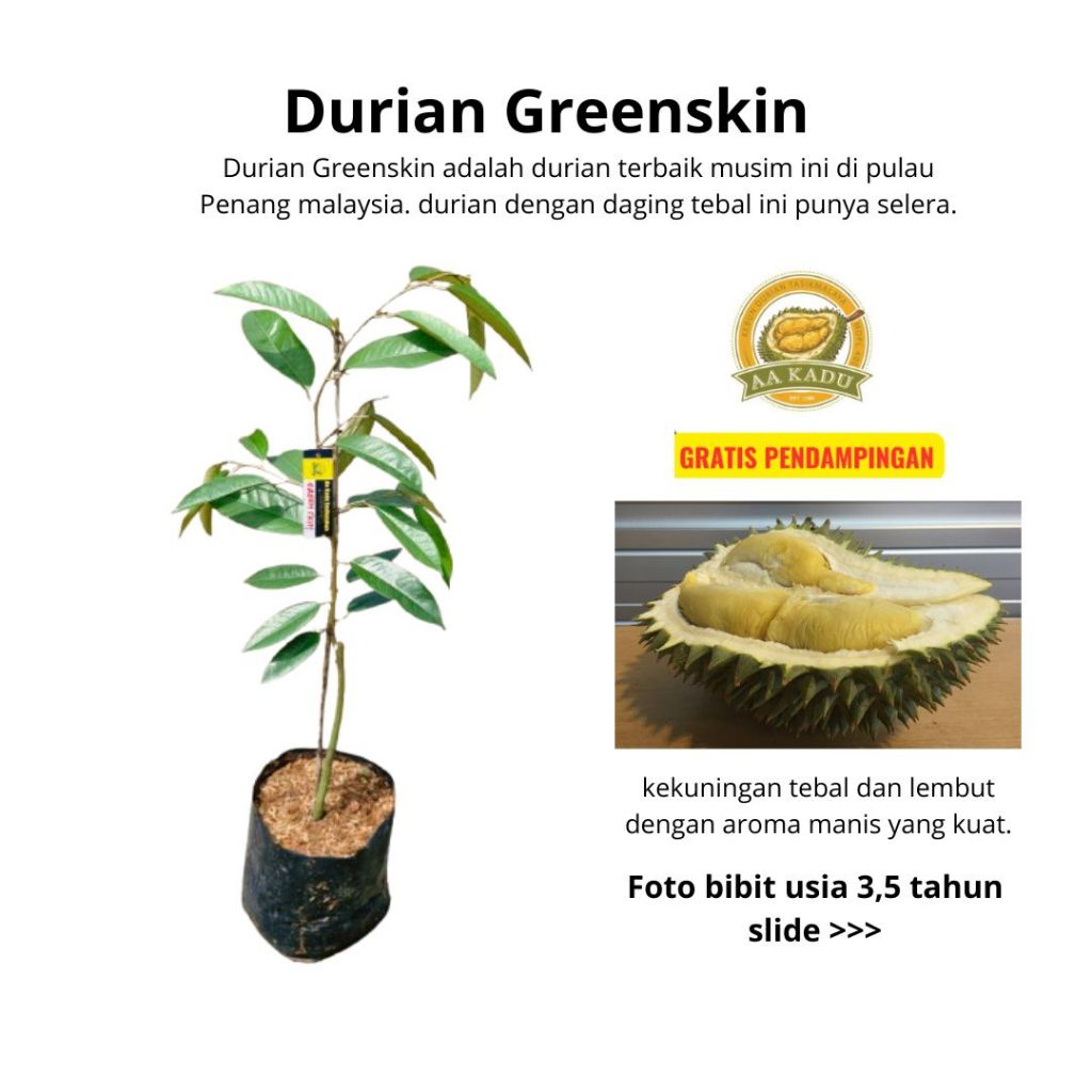 Jual Bibit Durian Greenskin D15 Daging buahnya yang berwarna kekuningan ...