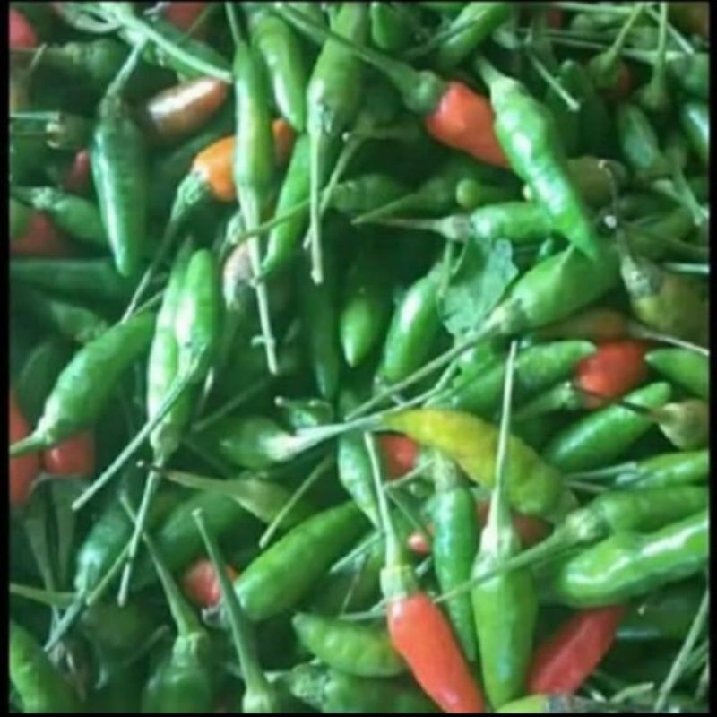 Jual Cabai Rawit Hijau Segar 1 Kg | Shopee Indonesia