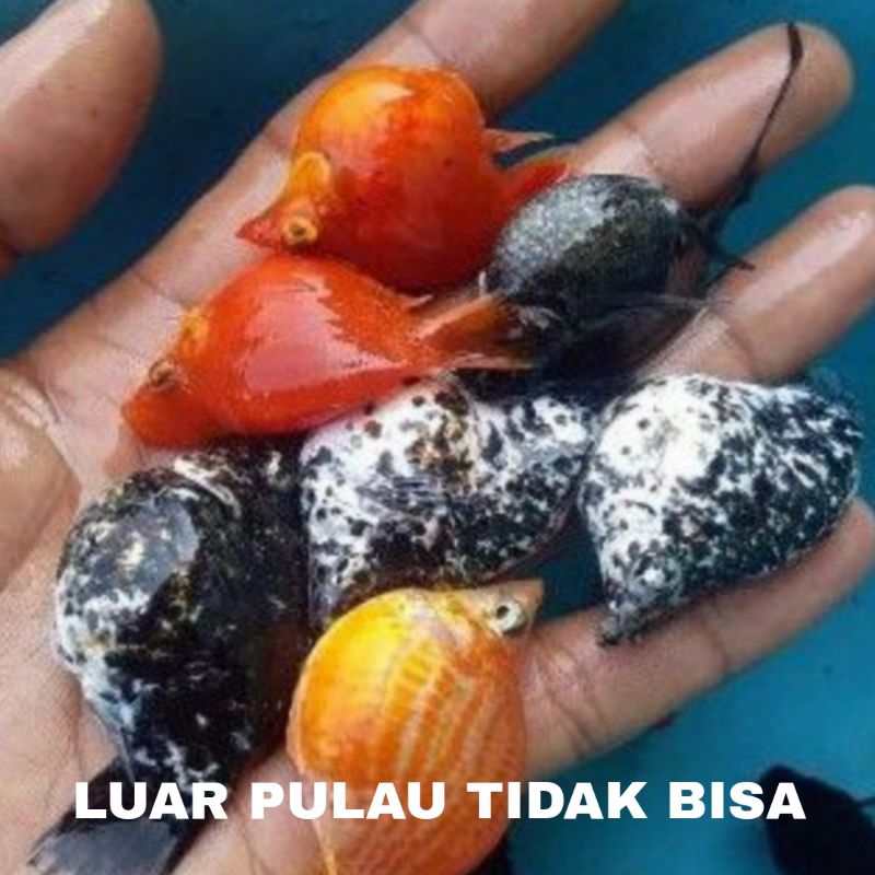 Jual HIASAN AQUASCAPE MOLLY MARBEL OREN INDUK BALON MIX 15 EKOR ...