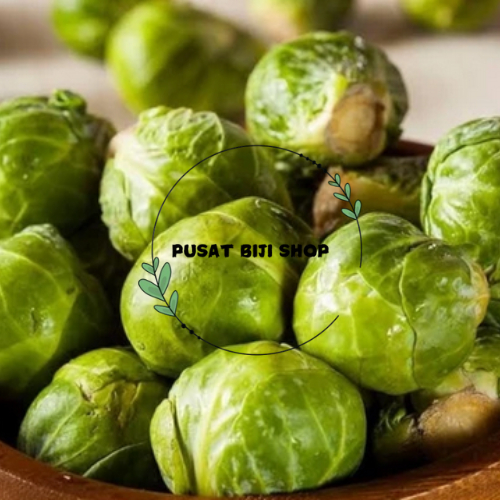 Jual Bibit Biji Sayur Brussel Benih Sayuran Sprout Mirip Kol Kobis Mini ...