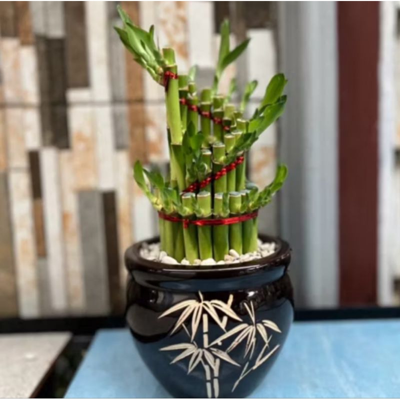 Jual Tanaman Bambu hoki / Bambu rejeki tanaman indoor | Shopee Indonesia