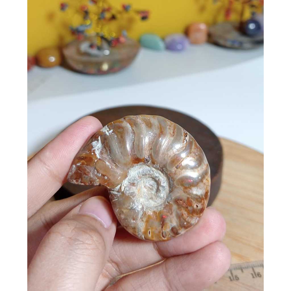 Jual Batu Fossil Keong Rainbow Top Grade Natural (4) | Shopee Indonesia