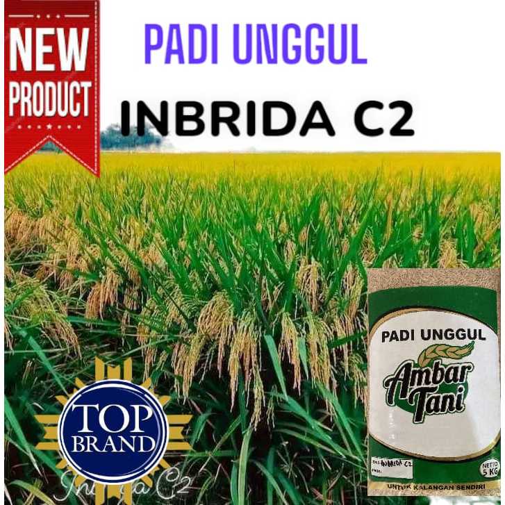 Jual BIBIT PADI PADI DAN BENIH PADI Benih padi inbrida C2 kemasan 5kg ...