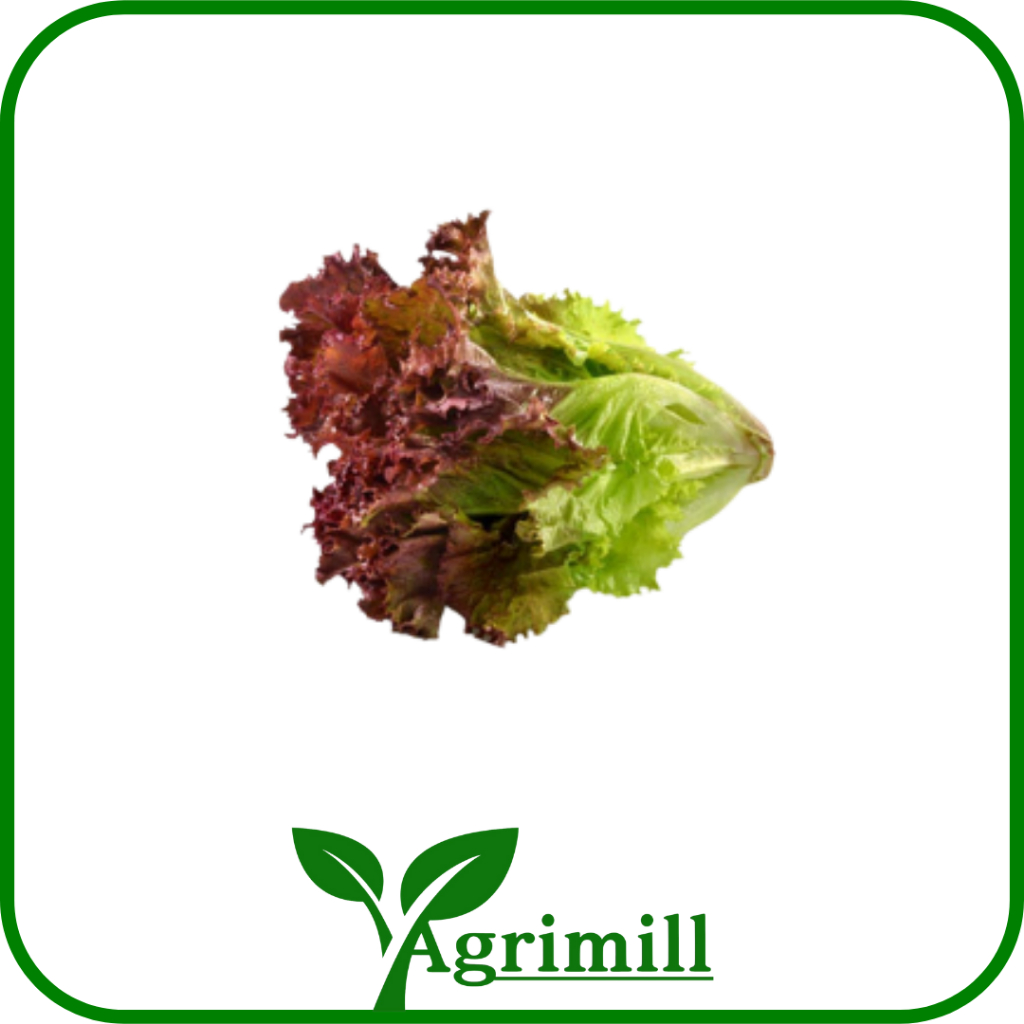 Jual Selada Merah | Lolorosa | Red Romaine Lettuce | Shopee Indonesia