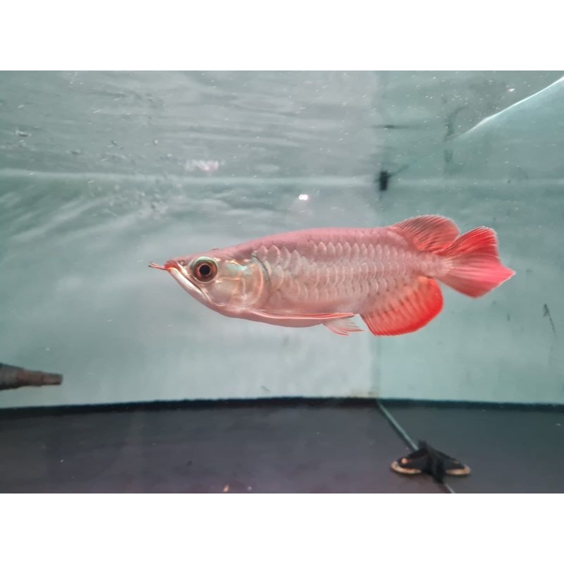 Jual Arwana Super Red SB 17 Cm Sertifikat + Chip Lengkap | Shopee Indonesia