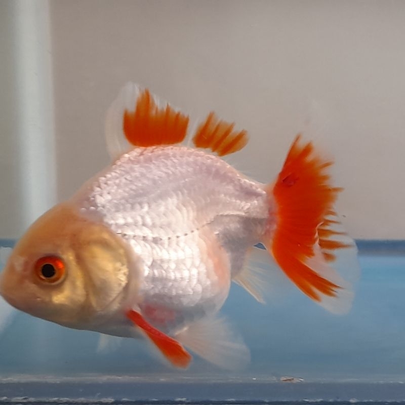 Jual ikan mas koki oranda short tail butterfly | Shopee Indonesia