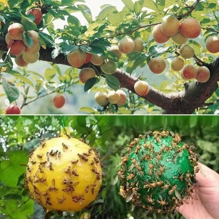 Jual Bulat perangkap lalat buah (Yellow Trap Likat Kuning) / PERANGKAP ...