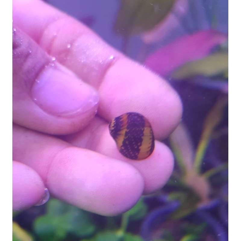 Jual keong batik garis | Shopee Indonesia