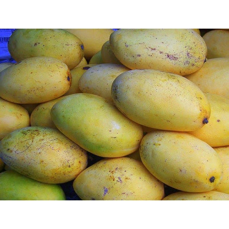 Jual MANGGA PODANG ASLI INDRAMAYU 1KG | Shopee Indonesia