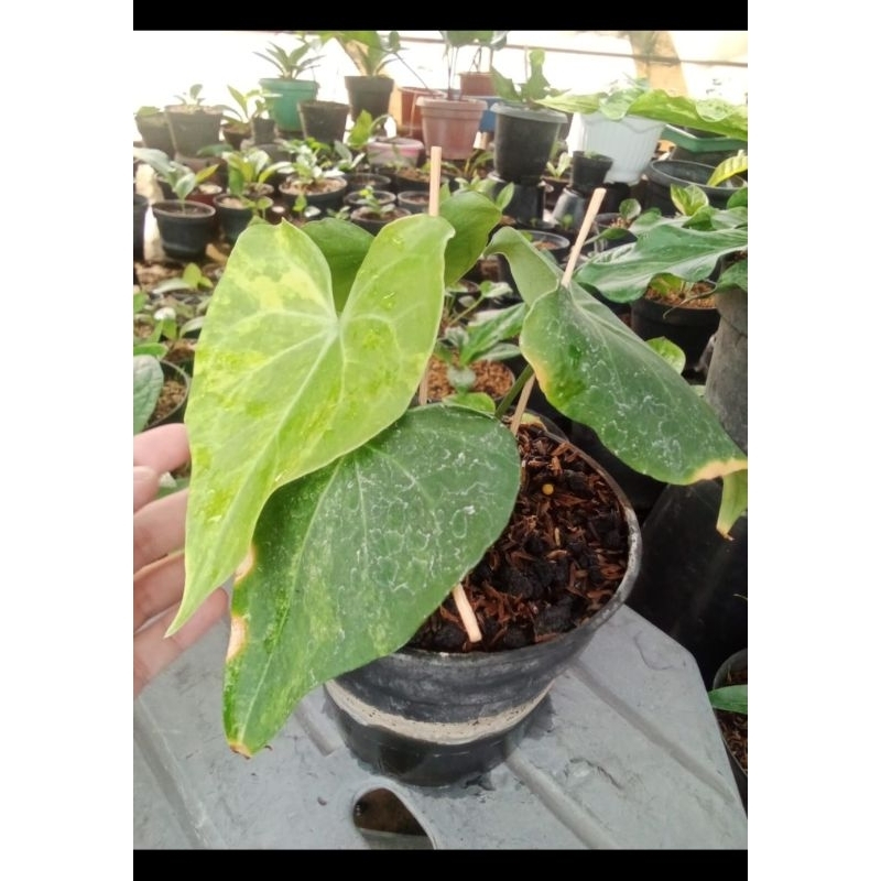 Jual anthurium Clarinervium varigata mewah ( daun tebal) | Shopee Indonesia