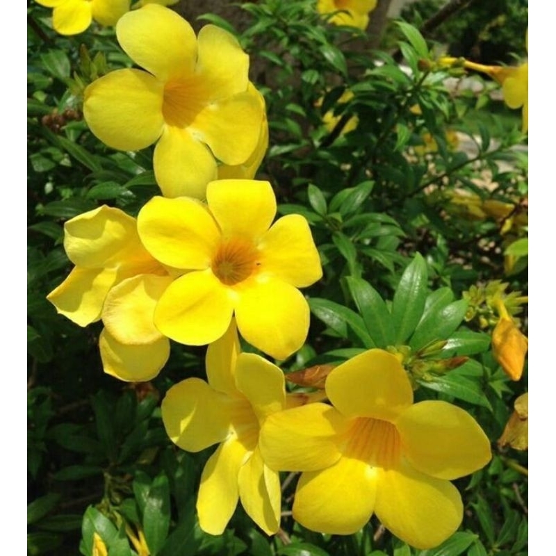 Jual Tanaman Rambat Bunga Alamanda | Shopee Indonesia