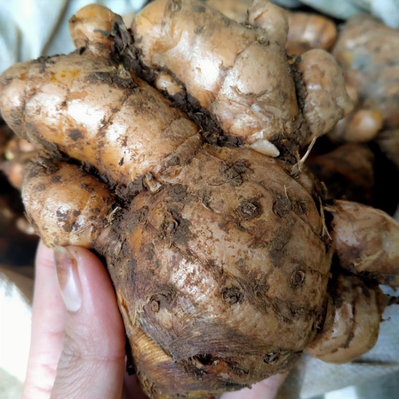 Jual temulawak / temu Ireng / temu hitam per 1 kg | Shopee Indonesia