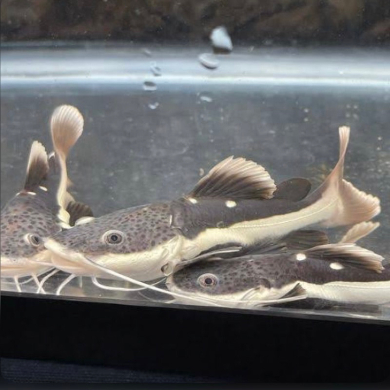 Jual RED TAIL CATFISH RTC IKAN HIAS PREDATOR AQUARIUM IKAN PREDATOR RTC ...