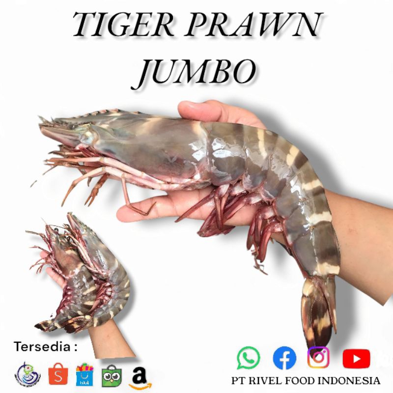 Jual Udang Tiger Prawn /Pancet Jumbo size 8-10 Ekor | Shopee Indonesia