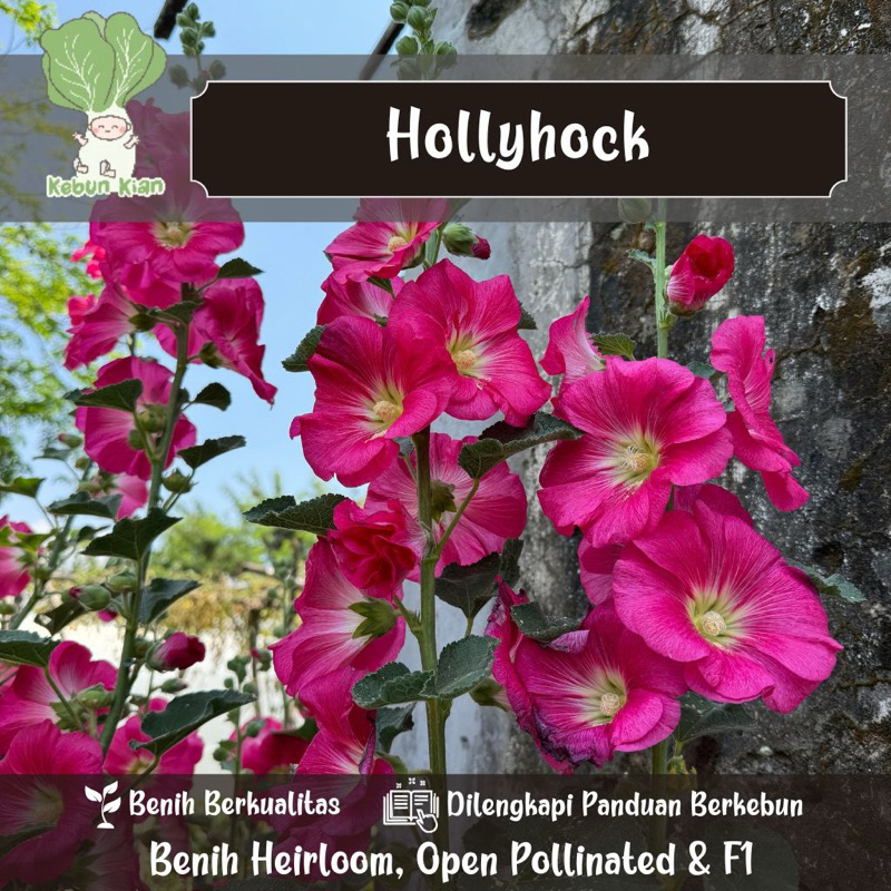 Jual 20 Biji - Benih Bunga Hollyhock Pink. | Shopee Indonesia