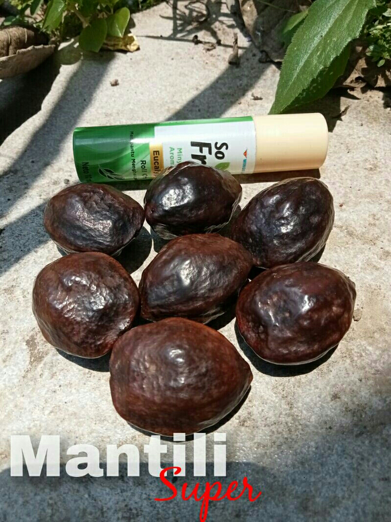 Jual Muncang Jawa Mantili Super (sudah dicuka) | Shopee Indonesia