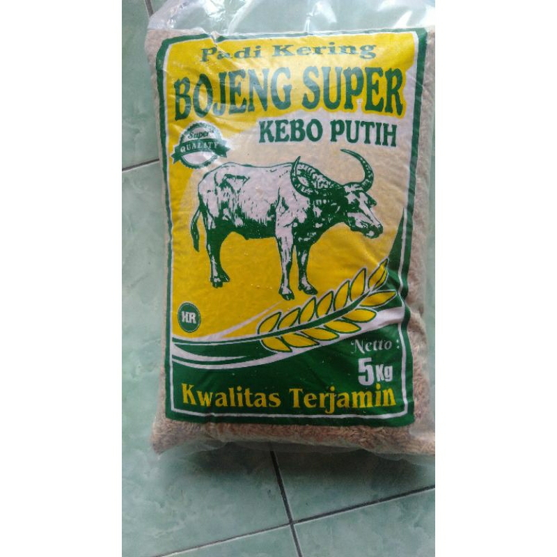Jual Benih padi Kebo putih | Shopee Indonesia