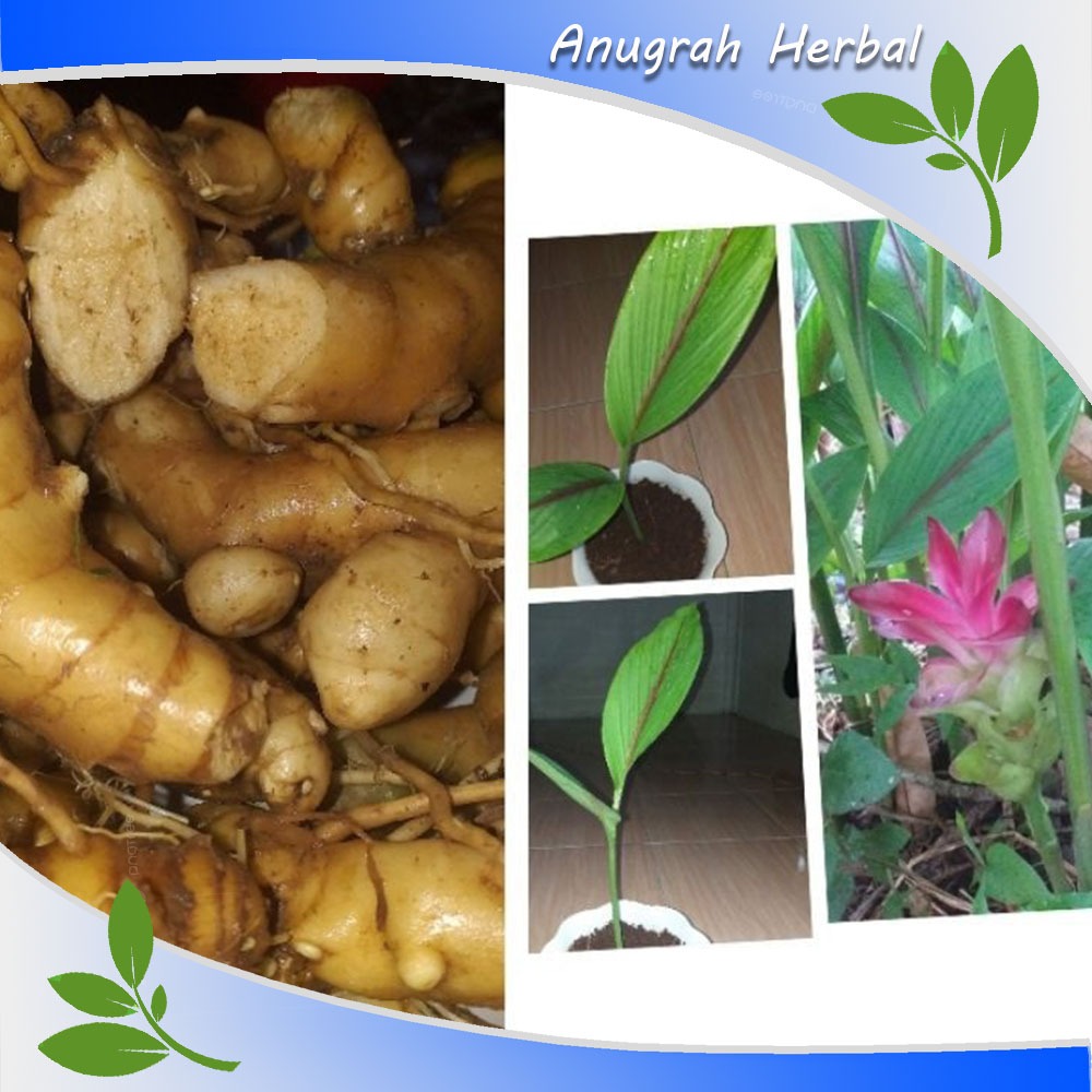Jual Bibit Pohon tanaman Temu Putih Herbal | Shopee Indonesia