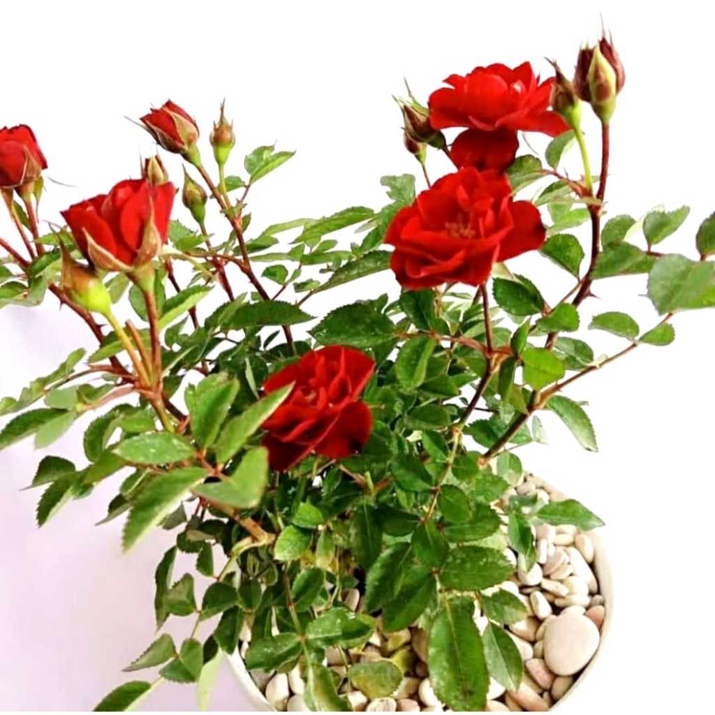 Jual TANAMAN HIDUP BUNGA MAWAR SUPER WANGI VARIASI 10 WARNA |PRODUK ...