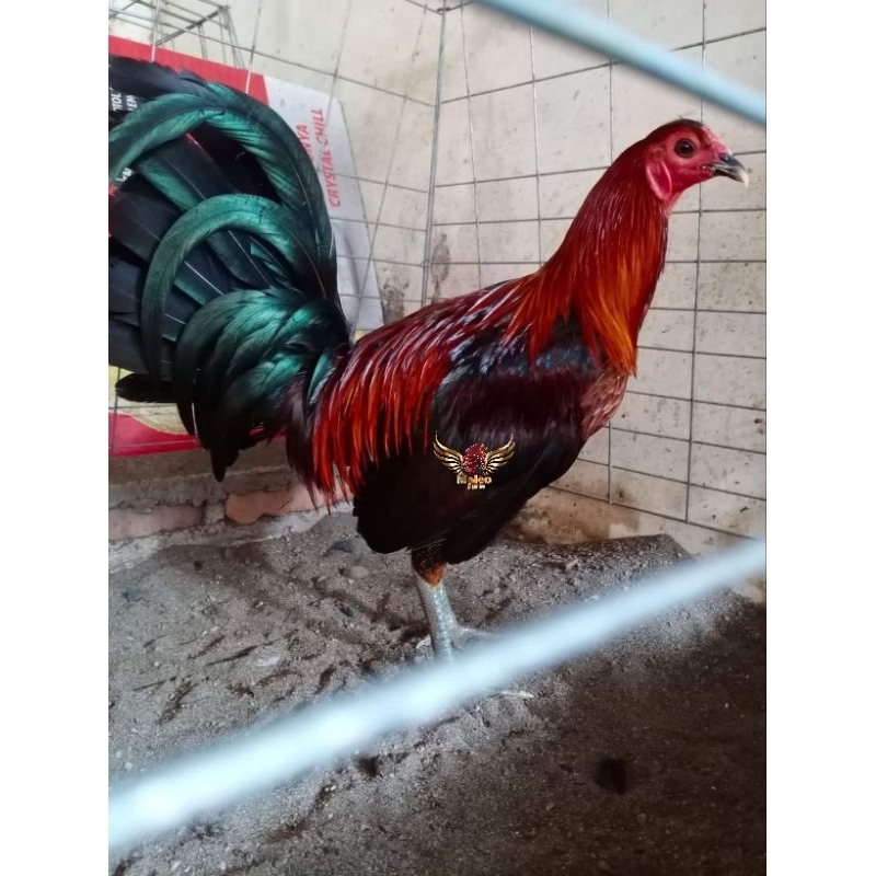 Jual Telur Ayam Fertil Filipin Original Ak47 pelormas Jambul | Shopee ...