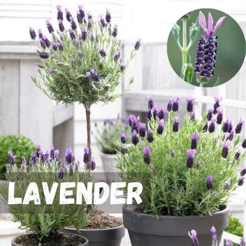 Jual Bibit French Lavender/Lavender French Asli Wangi Full Media ...