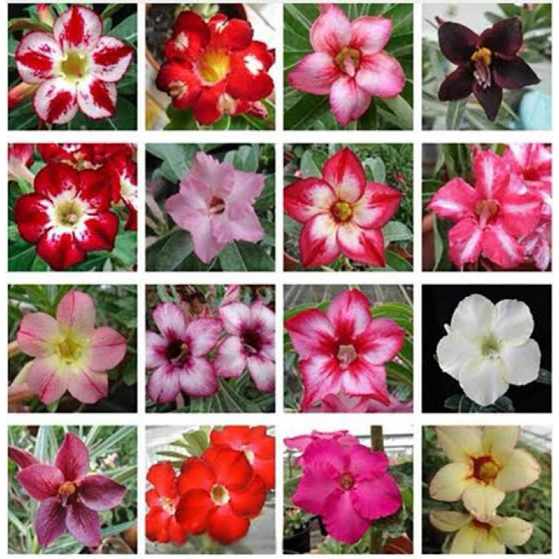 Jual 3 Benih Biji Adenium Obesum Warna Campur / adenium tumpuk | Shopee ...