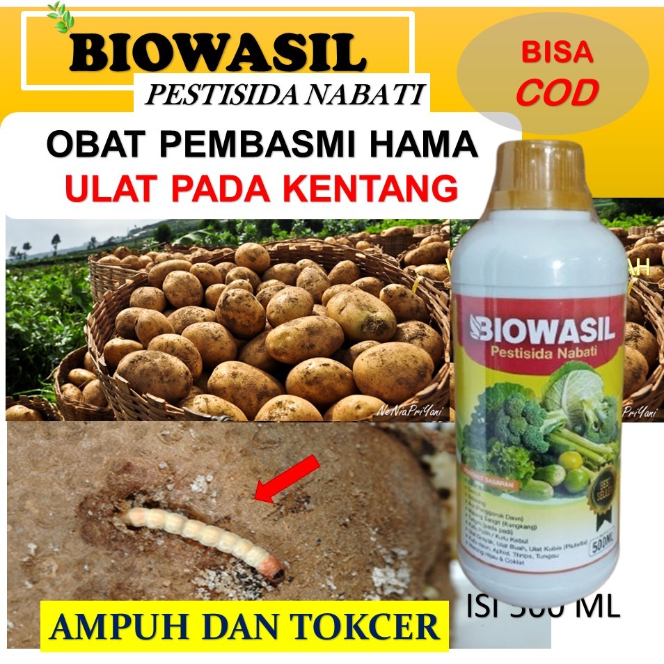 Jual Pestisida biowasil 500 Ml Obat Pembasmi Ulat Grayak kentang Paling Ampuh - Obat Hama ...