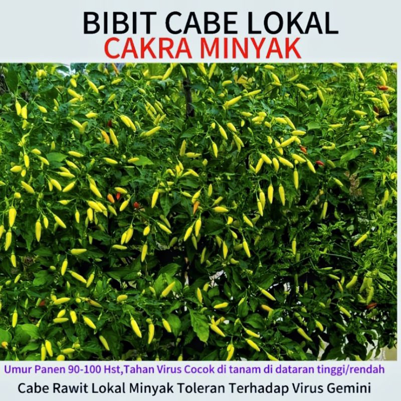 Jual Benih Bibit Cabe Rawit Lokal Cakra Minyak (12 gram) | Shopee Indonesia