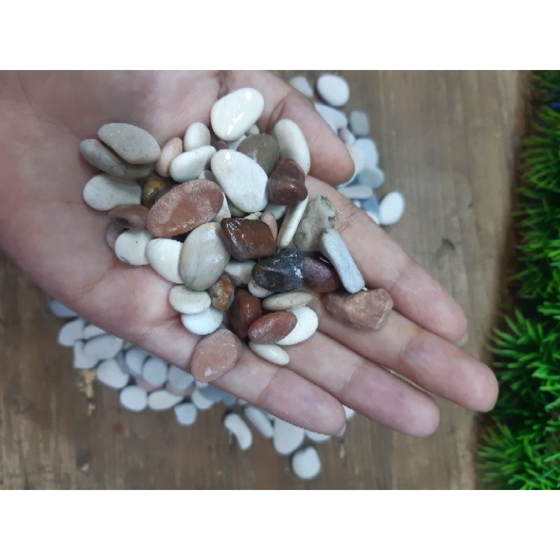Jual Batu Pancawarna/ Batu Koral Kupang (1kg) | Shopee Indonesia