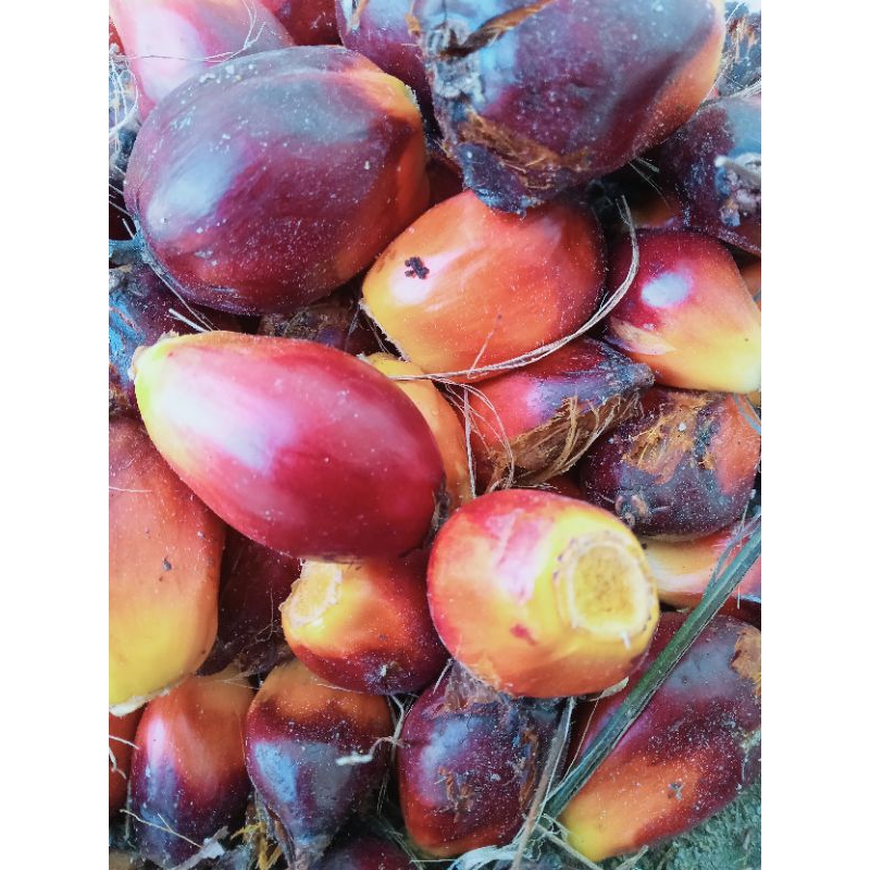 Jual Brondolan sawit/ kg | Shopee Indonesia