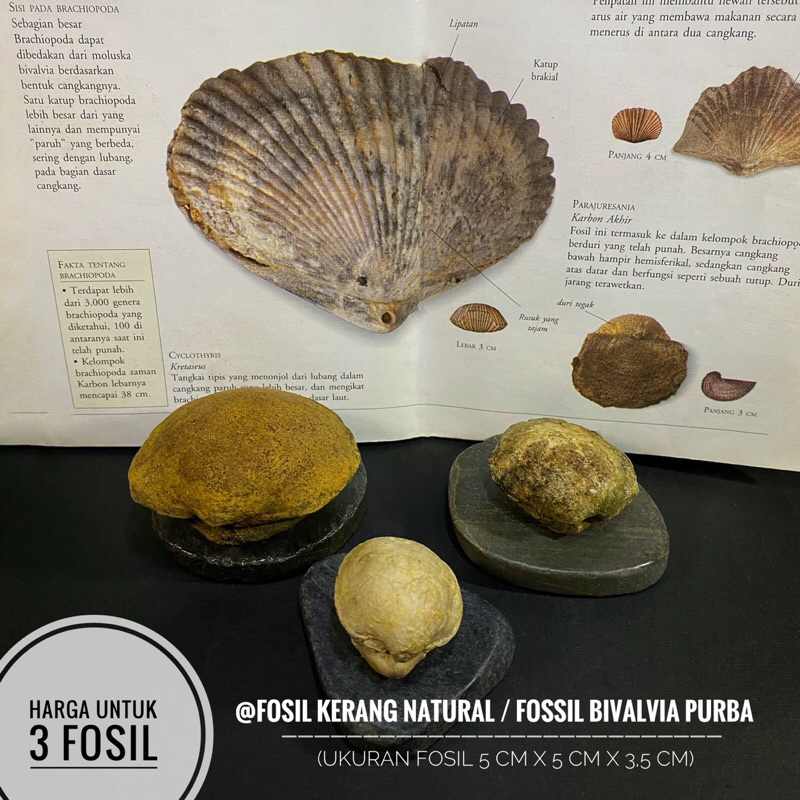 Jual Fosil Kerang Purba Paleozoic Natural B15 atau Fossil Bivalvia atau ...