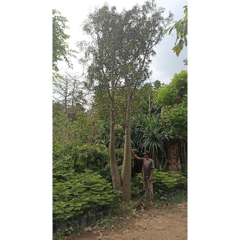 Jual POHON BAOBAB BOTOL TREE | Shopee Indonesia