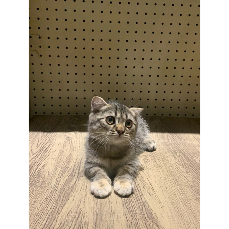 Jual kucing munchkin kaki pendek cebol gaelic scottish fold kitten ...