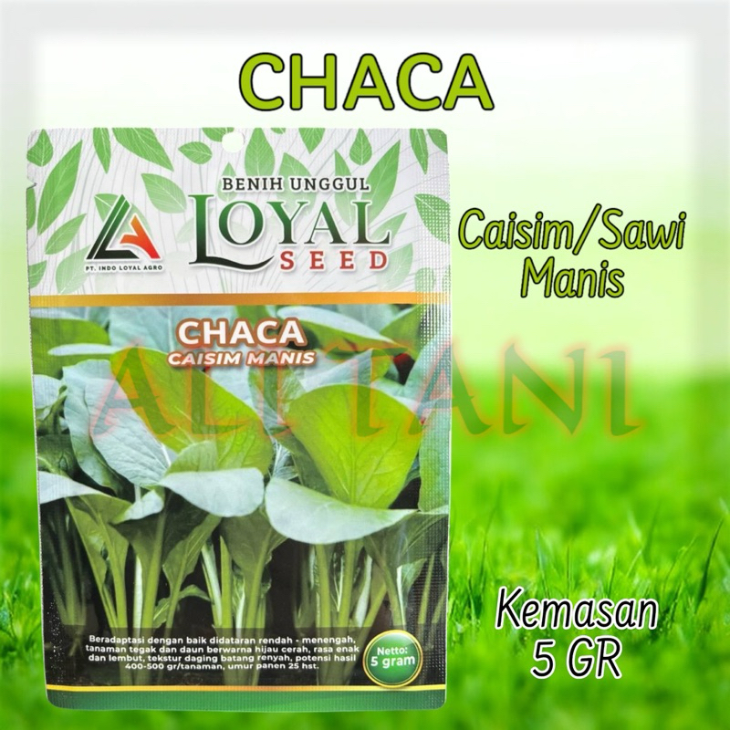 Jual BENIH SAWI CAISIM MANIS CHACA / BIBIT SAWI CAISIM MANIS CHACA ...