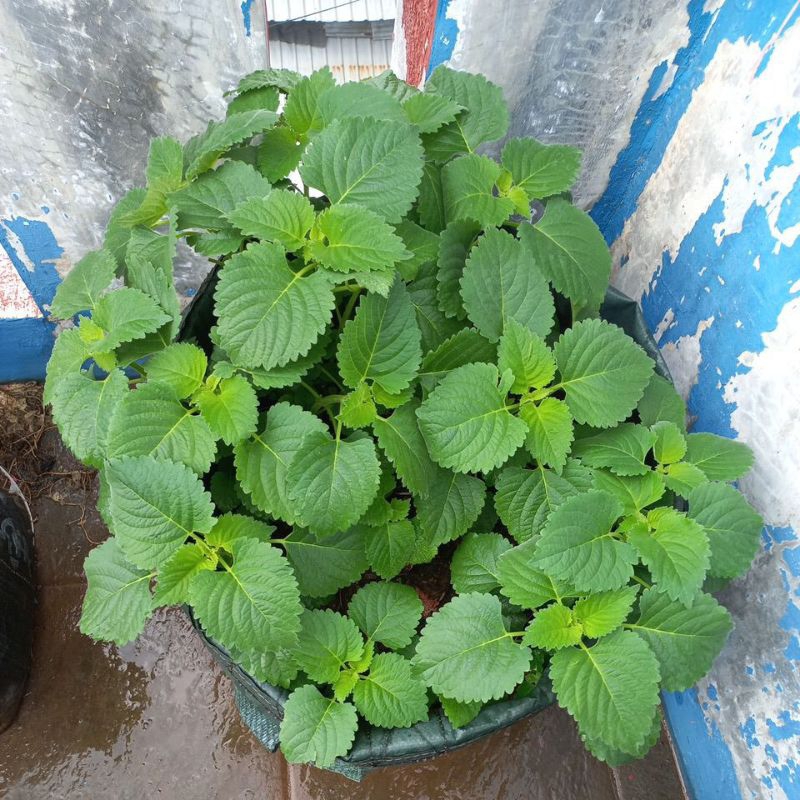 Jual Daun Matcho 20 lembar. | Shopee Indonesia