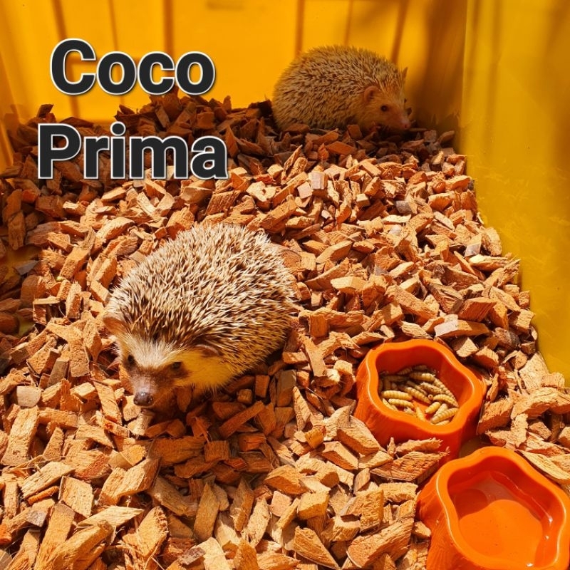 Jual Cocopeat 6 Lt 6Lt 6 Liter Cocopet Coco Peat Coco Pet Alas Kandang ...