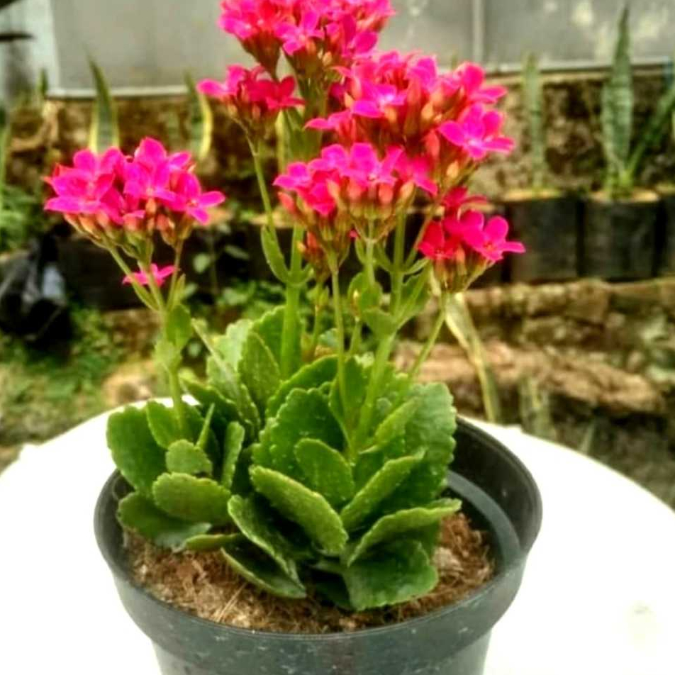 Jual TANAMAN COCOR BEBEK BERBUNGA MERAH,KUNING,PINK,ORANGE BISA PILIH ...