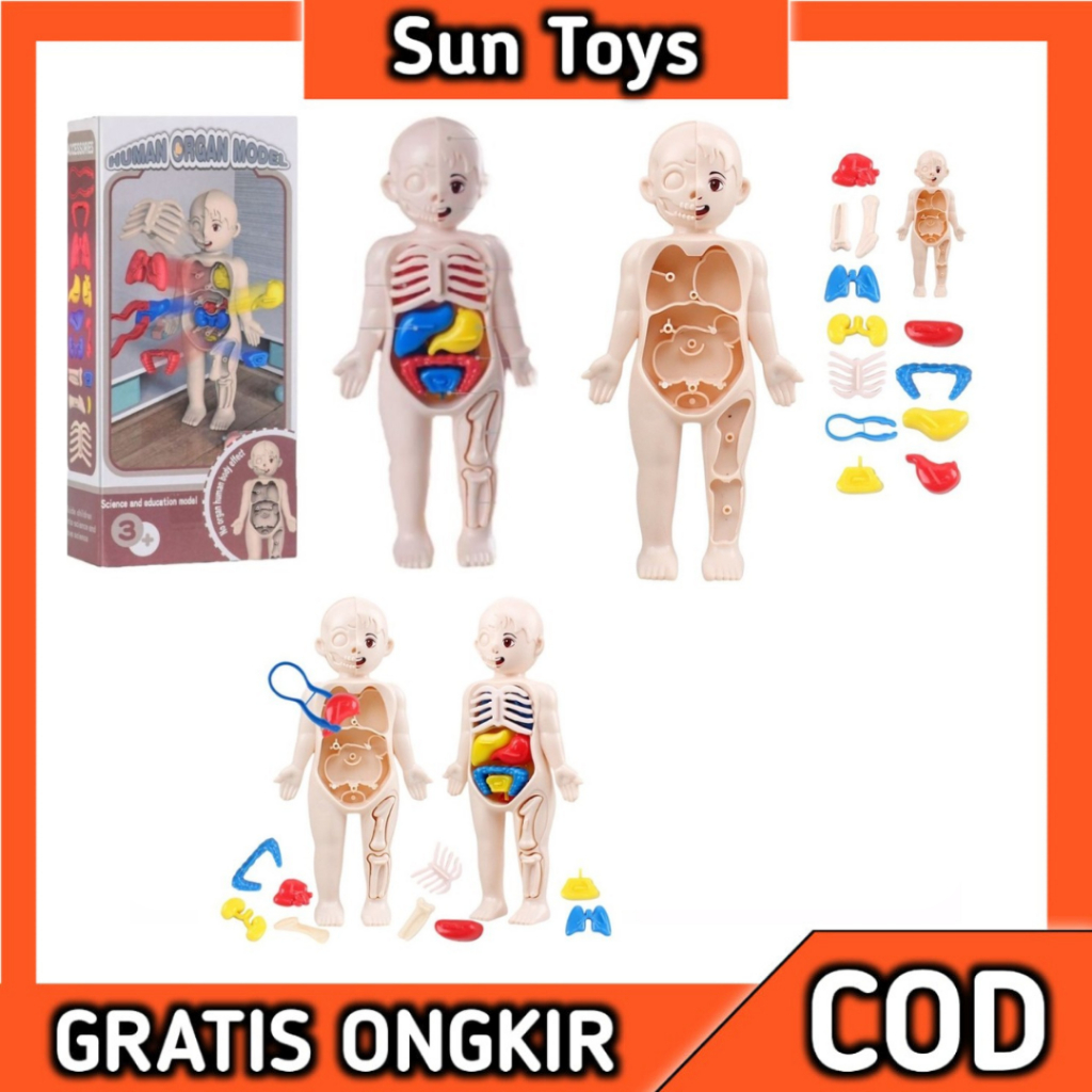 Jual Mainan Anak Human Organ Model 349AB Edukasi Anak Mengenal Nama ...