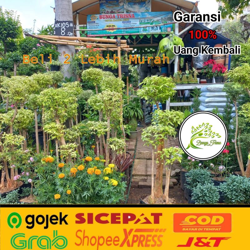 Jual TANAMAN HIAS BONSAI ANTING PUTRI 1,5 METER / BONSAI TAMAN / POHON ...